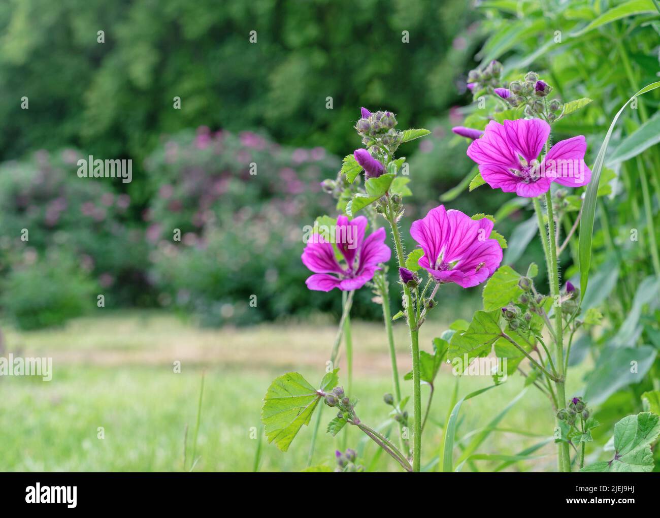 Wild flower Malva sylvestris. Mallow plant with purple flowers Stock ...