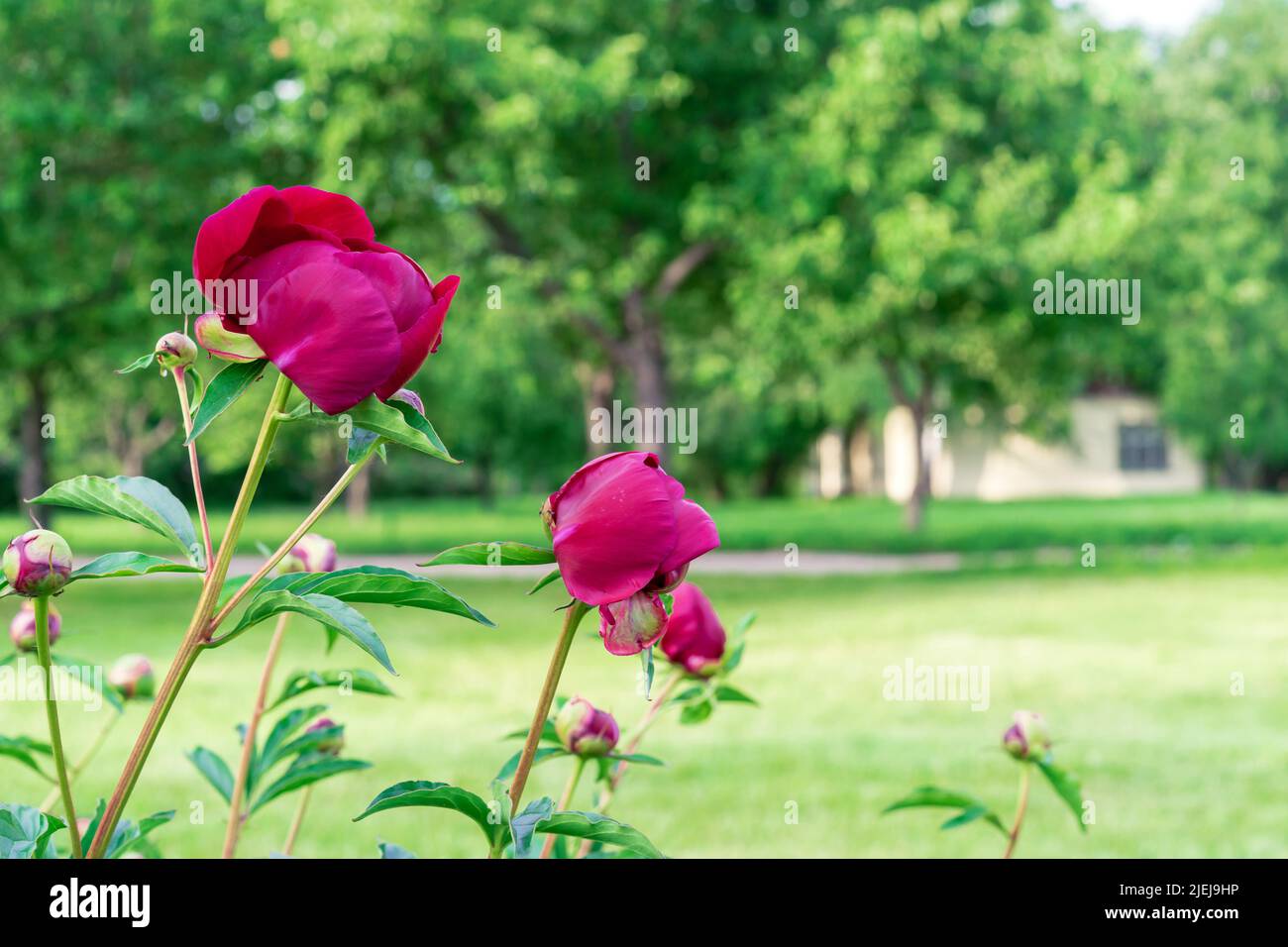Opening buds of red peonies. Peonies at the very beginning of flowering ...