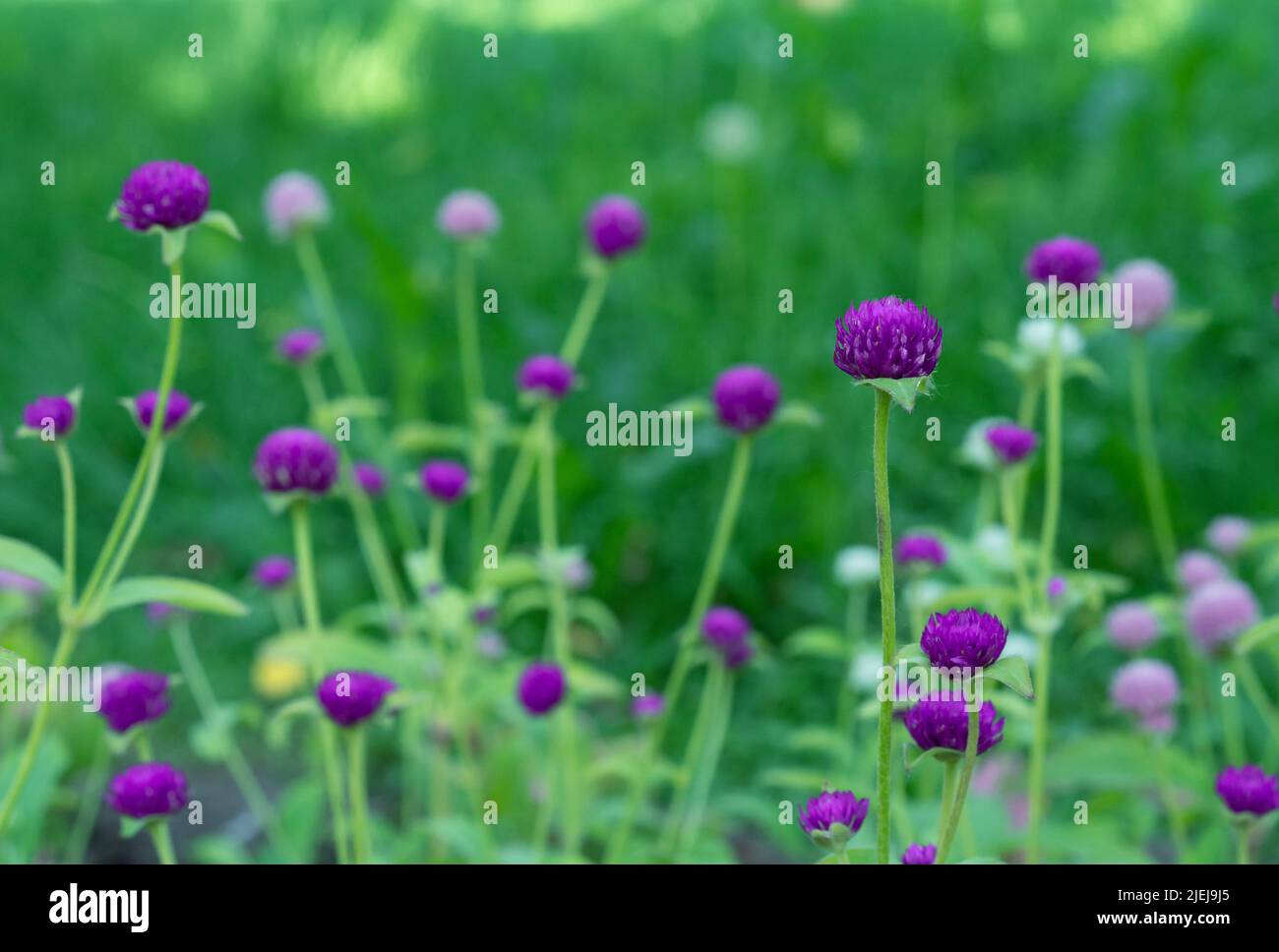 Gomphrena globosa flowers blooming in spring season. Amaranth, Makhmali ...