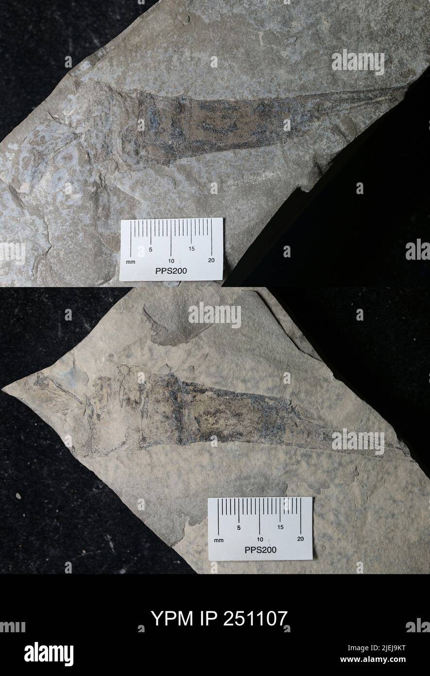 Phyllocarida hi-res stock photography and images - Alamy