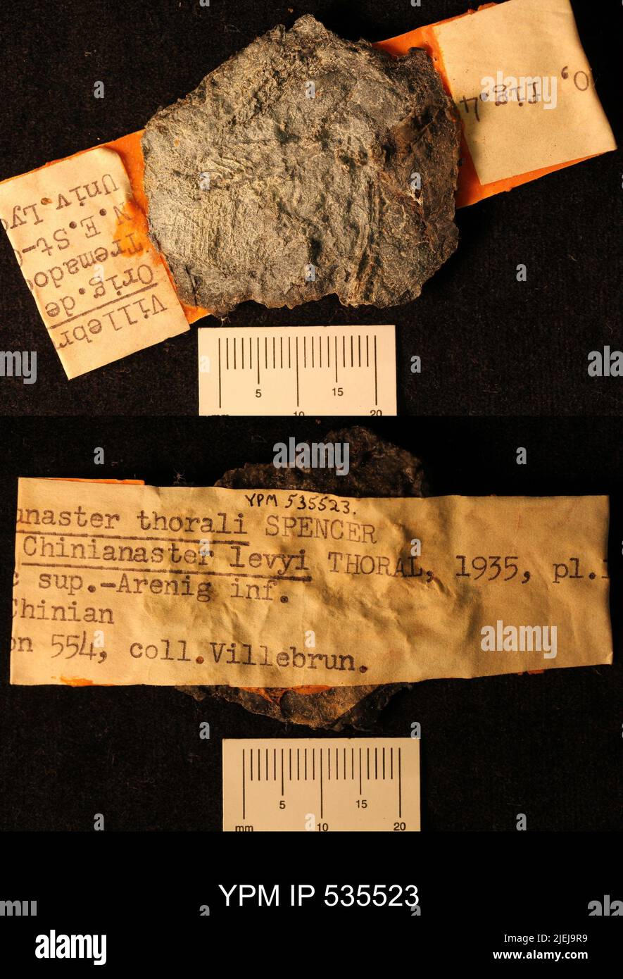 Villebrunaster thorali Spencer, 1951 Stock Photo - Alamy