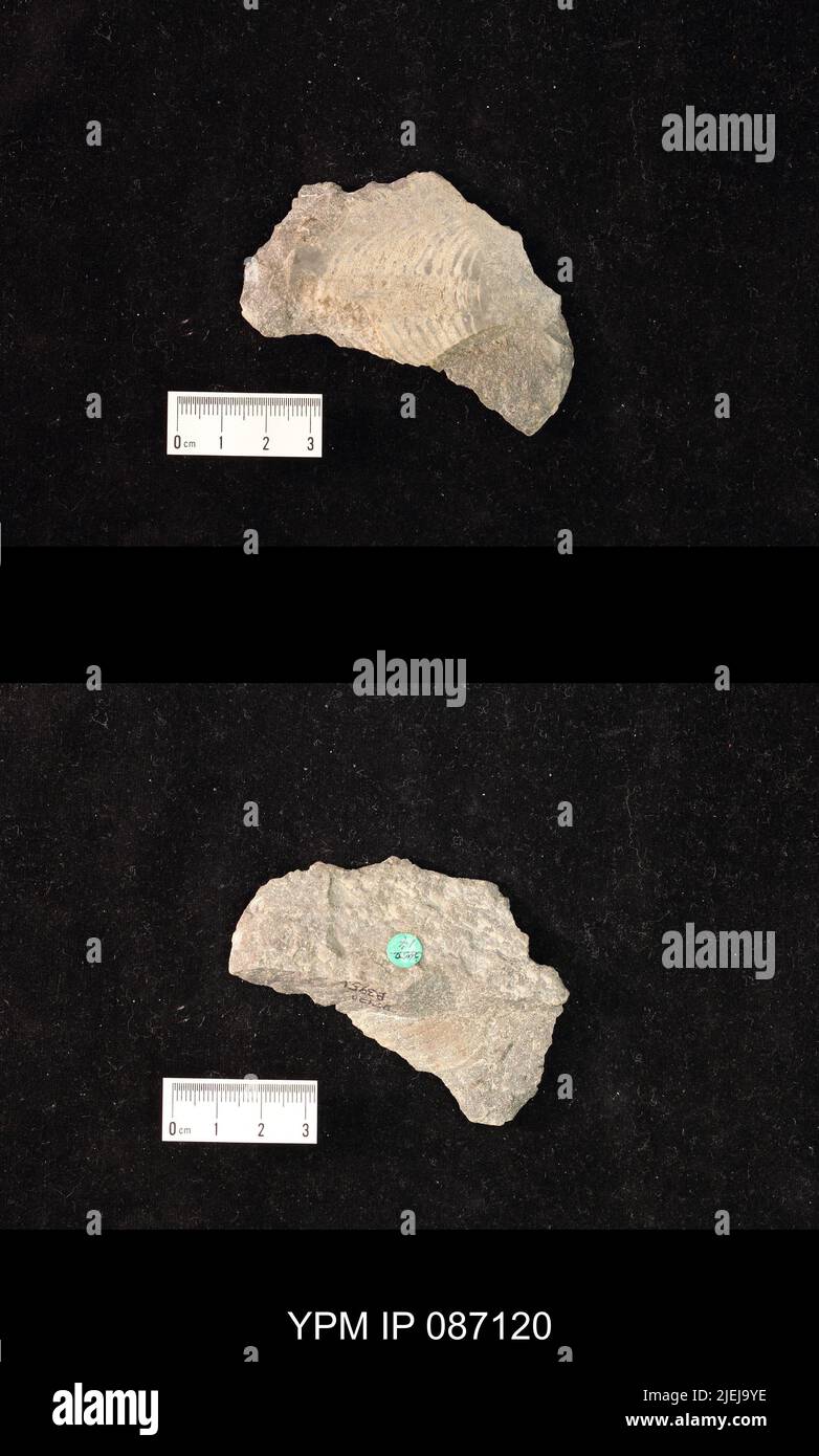 Gonioceras crassum animalia hi-res stock photography and images - Alamy