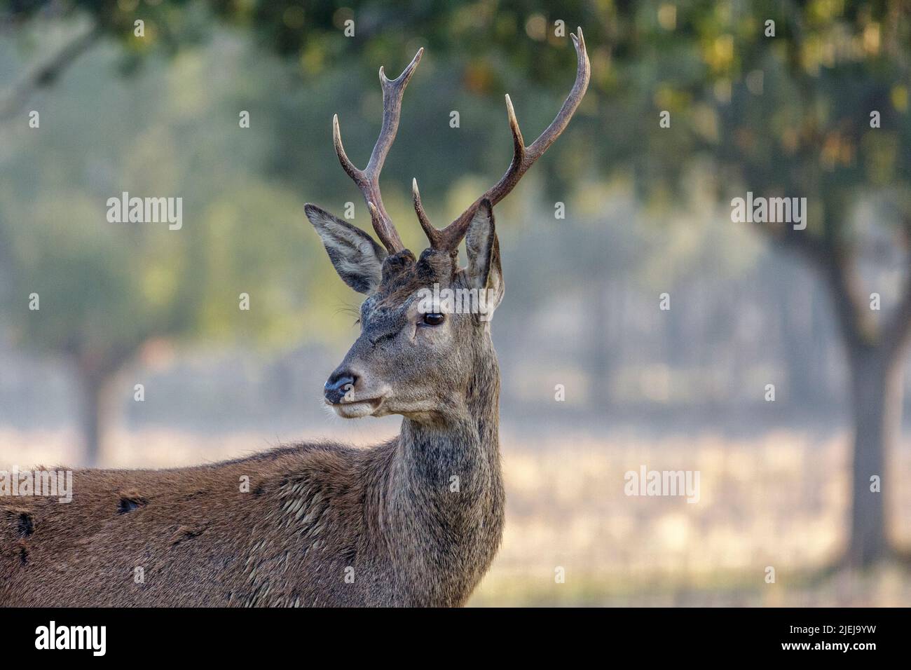 Red deer, Cervus elaphus, male, Toledo mountains, Spain Stock Photo - Alamy