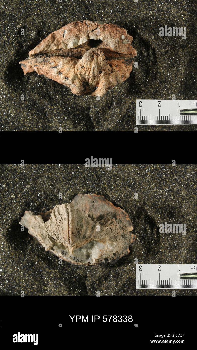 Neospirifer pseudocameratus animalia hi-res stock photography and ...