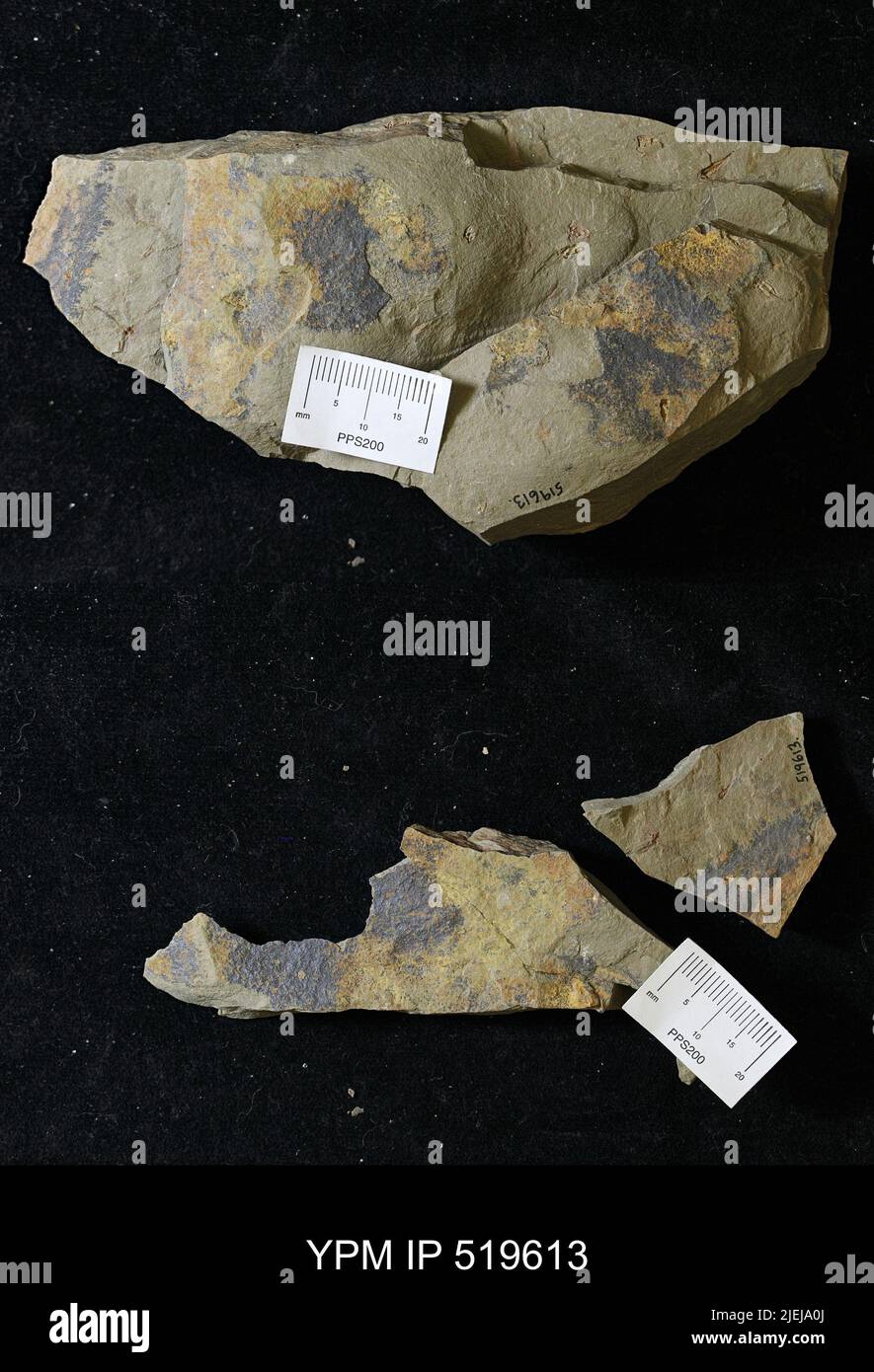 Eocrinoidea hi-res stock photography and images - Alamy