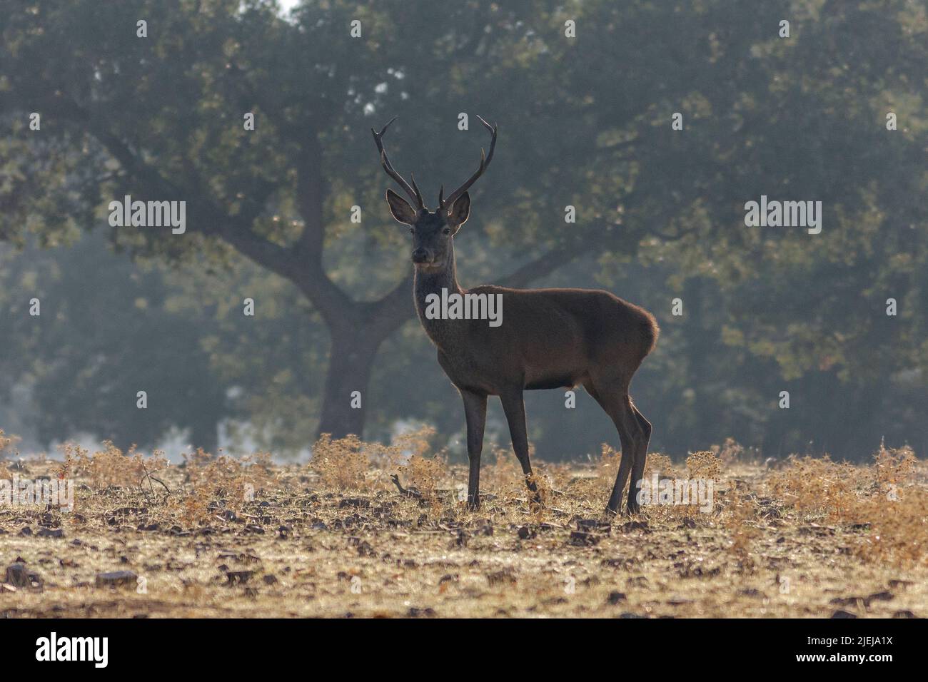 Red deer, Cervus elaphus, male, Toledo mountains, Spain Stock Photo - Alamy