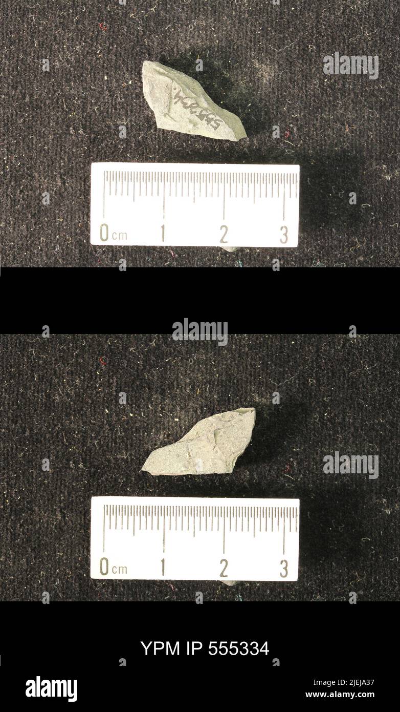 Productus cora d'Orbigny Stock Photo - Alamy