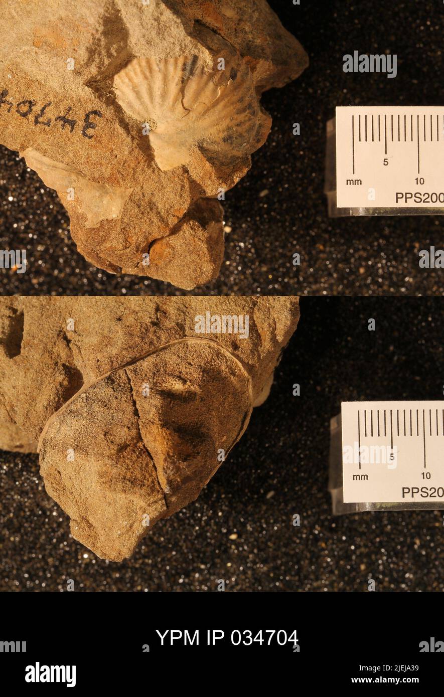 Scaphites hippocrepis i HYPOTYPE Stock Photo - Alamy