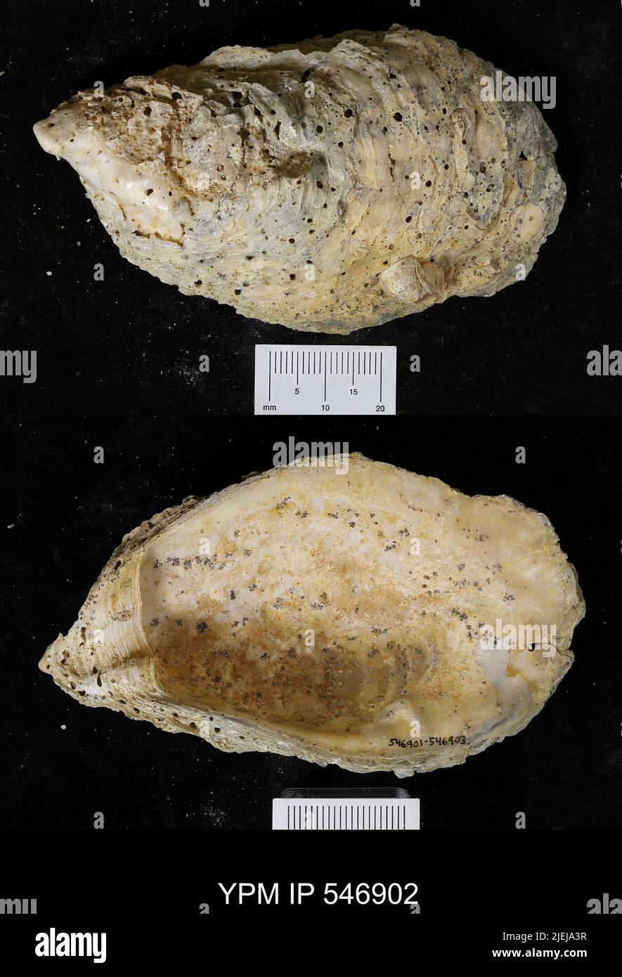 Undet clionidae animalia hi-res stock photography and images - Alamy