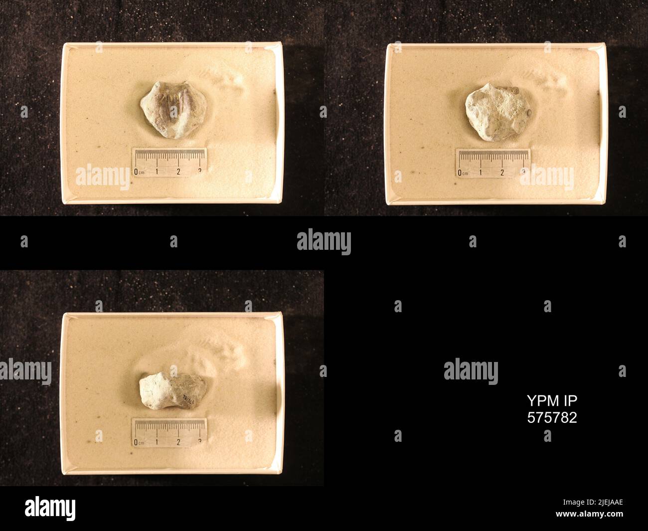 Capax hi-res stock photography and images - Alamy