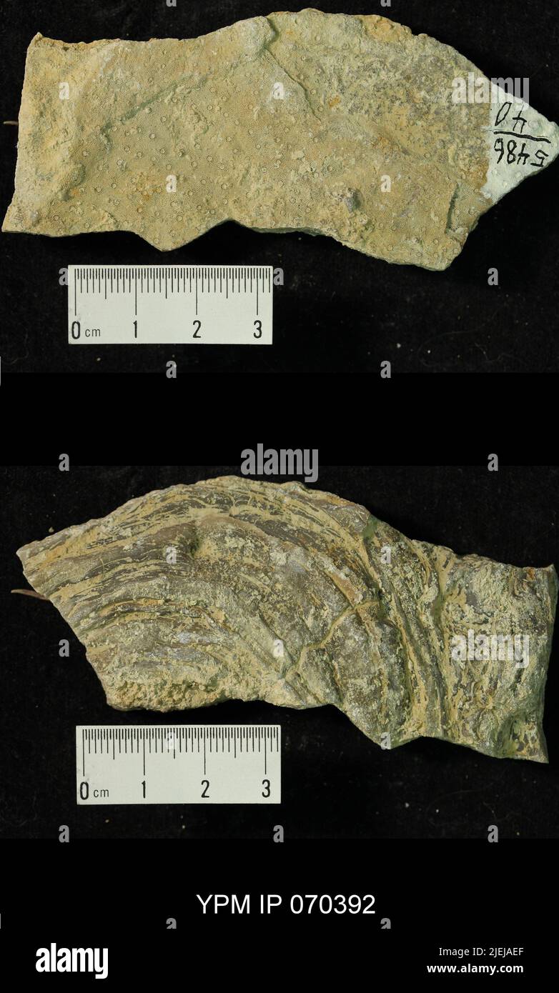 Heliolites spongiosus foerste hi-res stock photography and images - Alamy