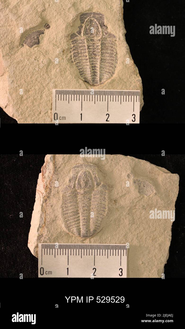 Modocia laevinucha Robison, 1964 Stock Photo - Alamy