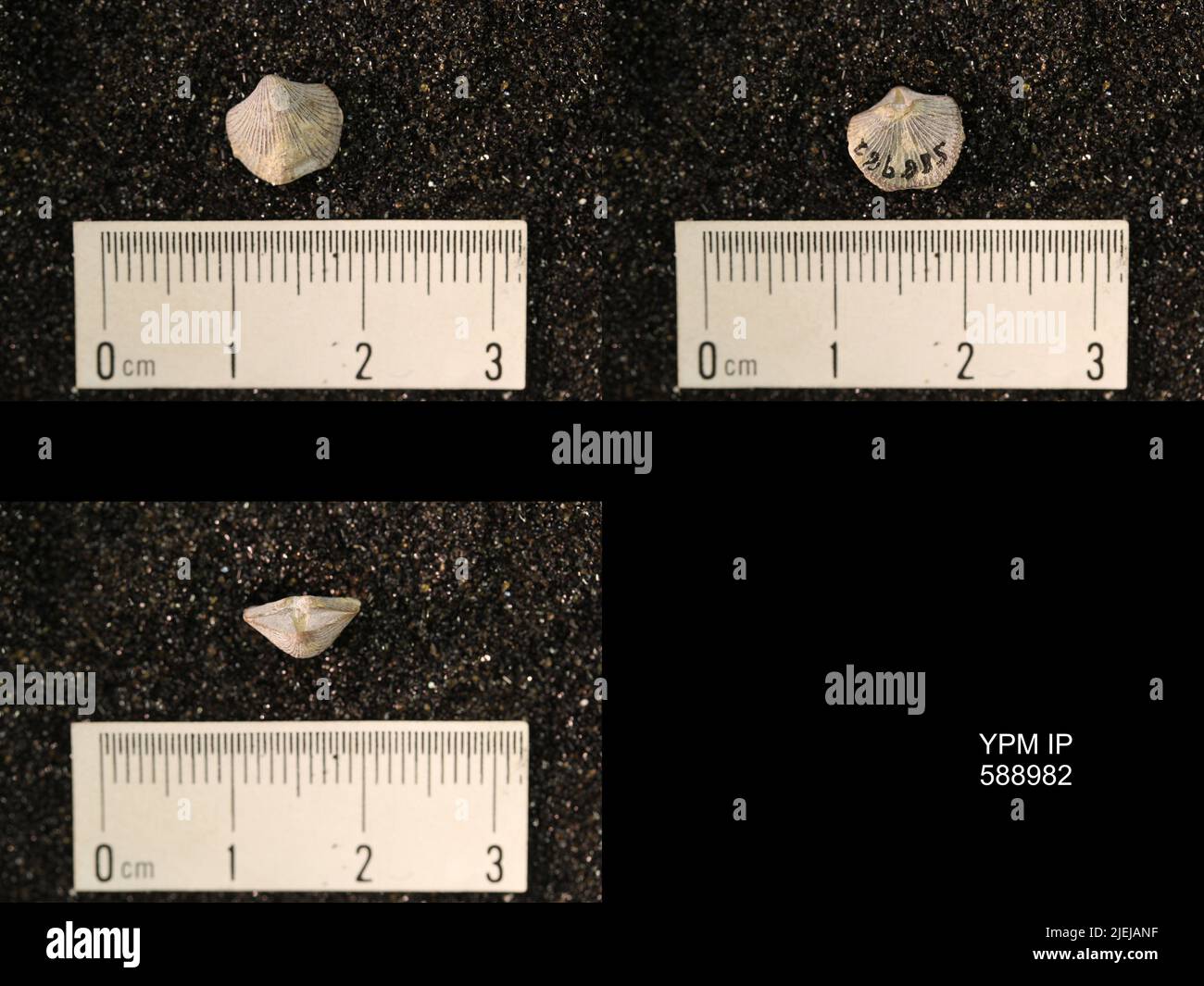 Dalmanella basalis (Dalman Stock Photo - Alamy