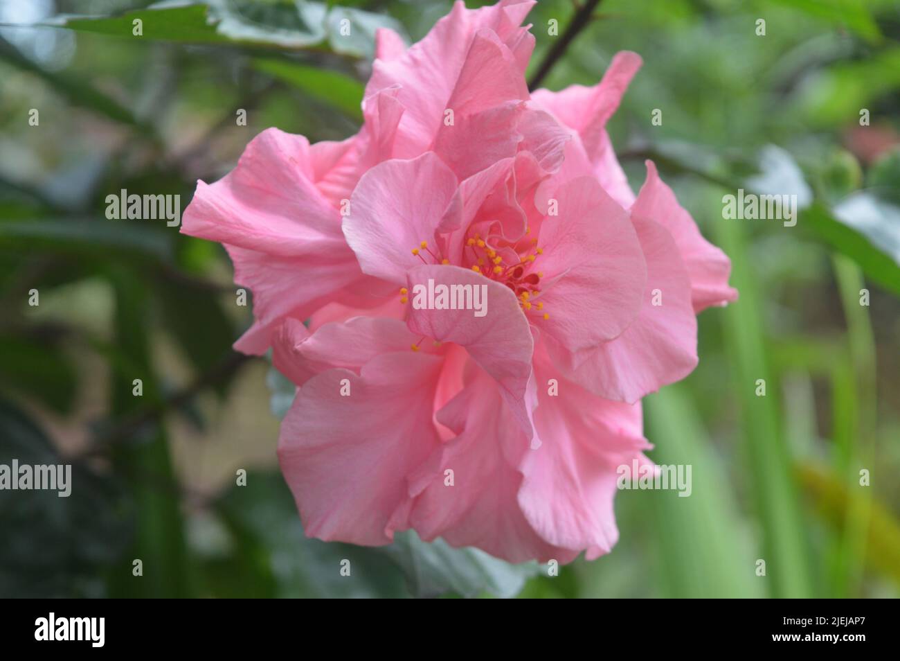 Beautiful and fresh hibiscus Stock Photo - Alamy