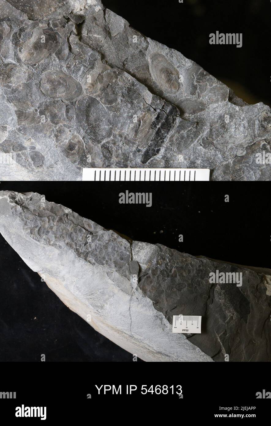 Lingulida hi-res stock photography and images - Alamy