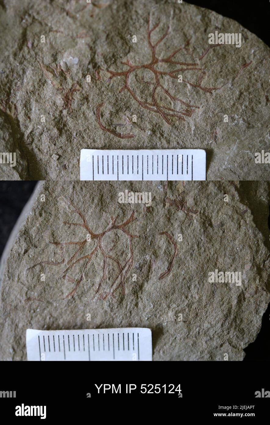 Graptoloidea hi-res stock photography and images - Alamy