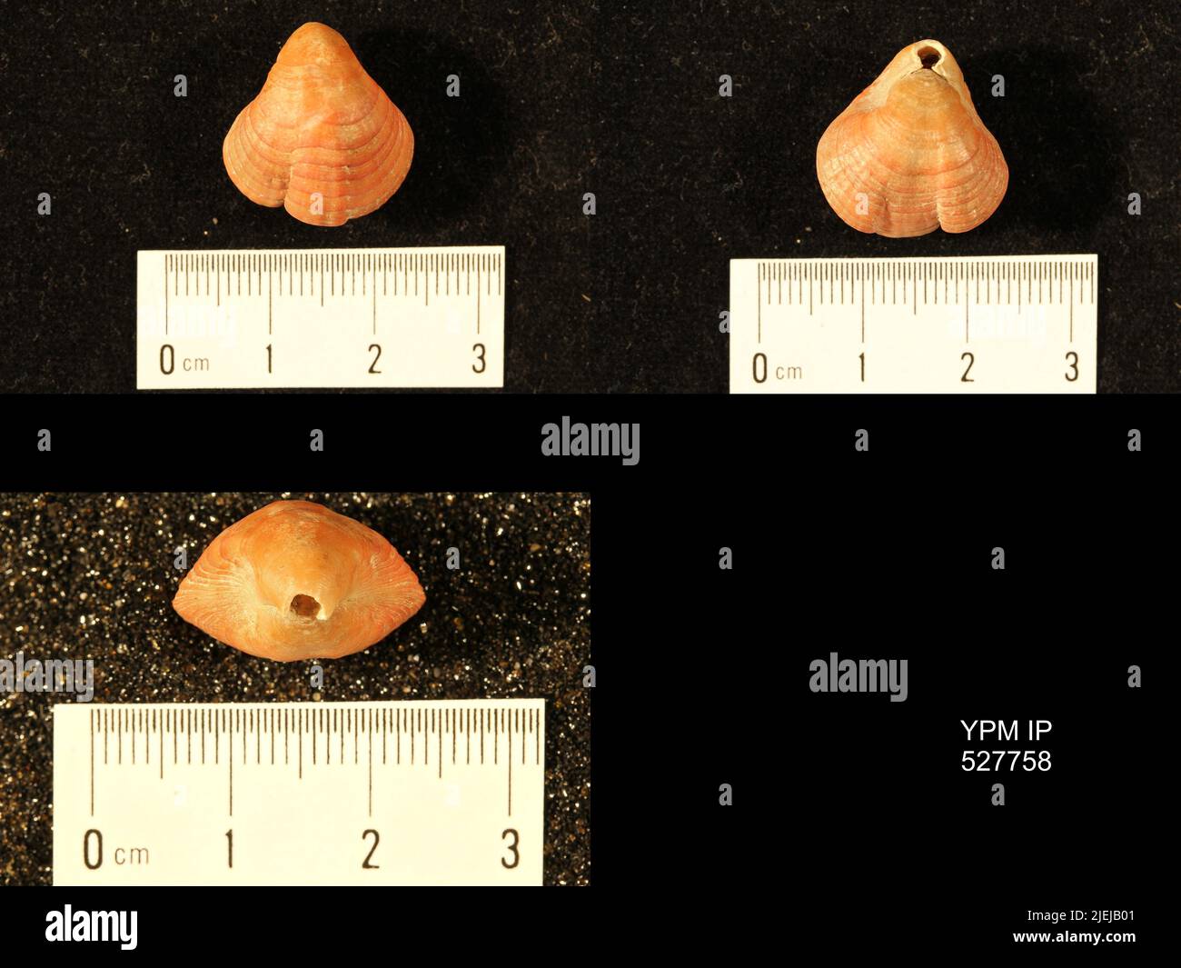 Terebratella inconspicua animalia hi-res stock photography and images ...