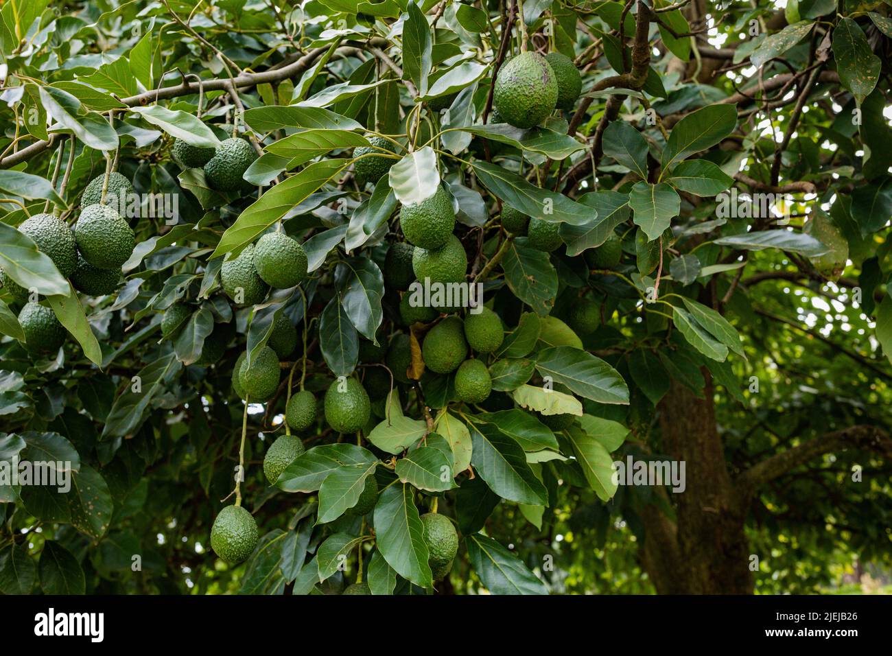 The Hass avocado is a variety of avocado with dark green, bumpy skin ...