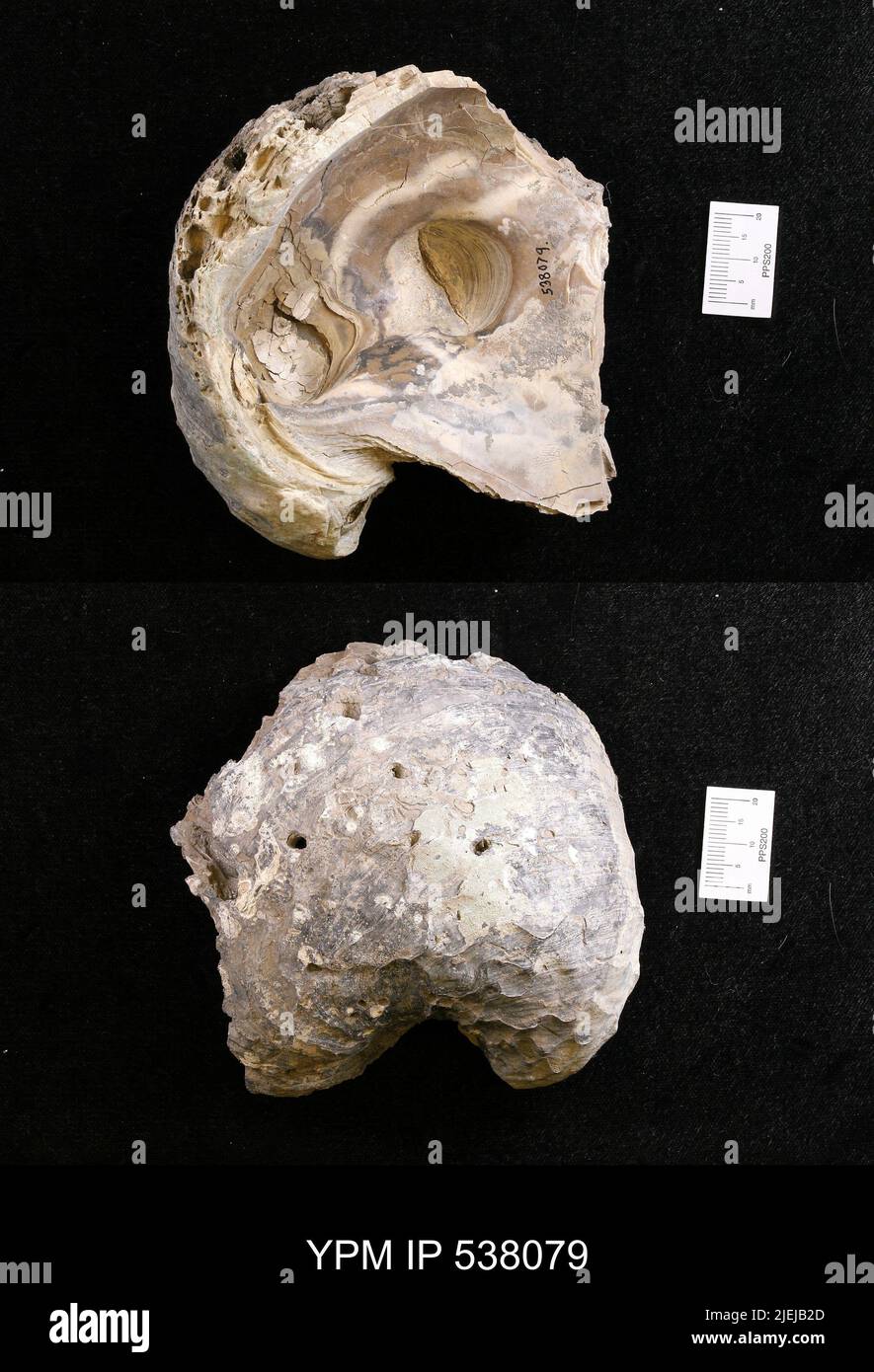 Exogyra ponderosa romer animalia hi-res stock photography and images ...