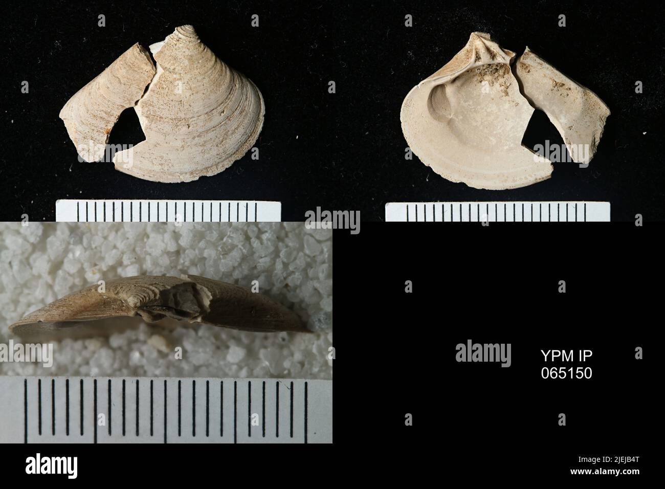 Astarte cuneiformis animalia hi-res stock photography and images - Alamy