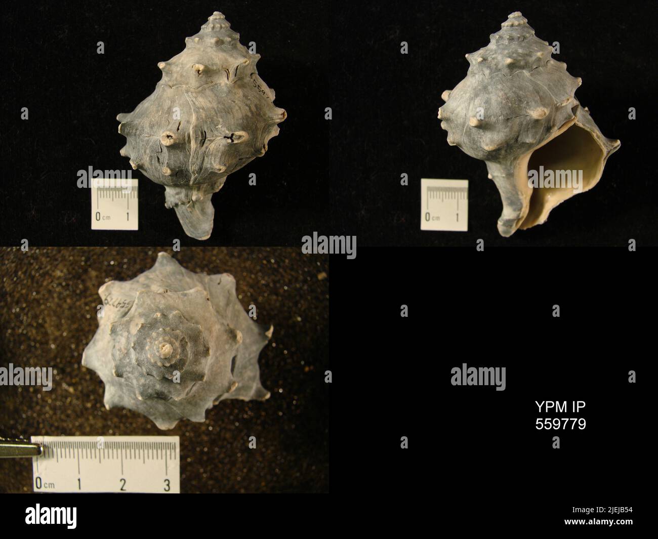 Busycon echinatum helenae Olsson, 1967 Stock Photo - Alamy