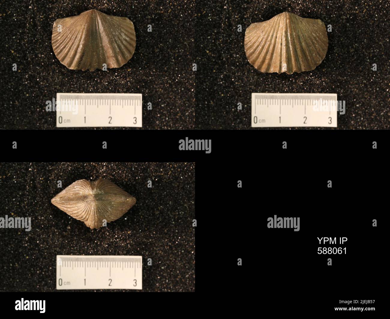 Laticostata hi-res stock photography and images - Alamy