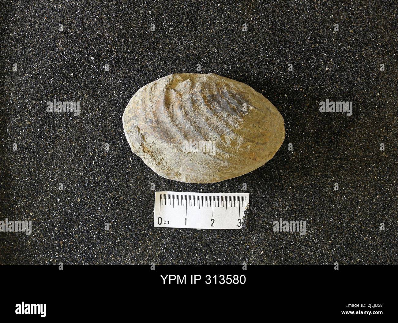 Inoceramus sp animalia hi-res stock photography and images - Alamy