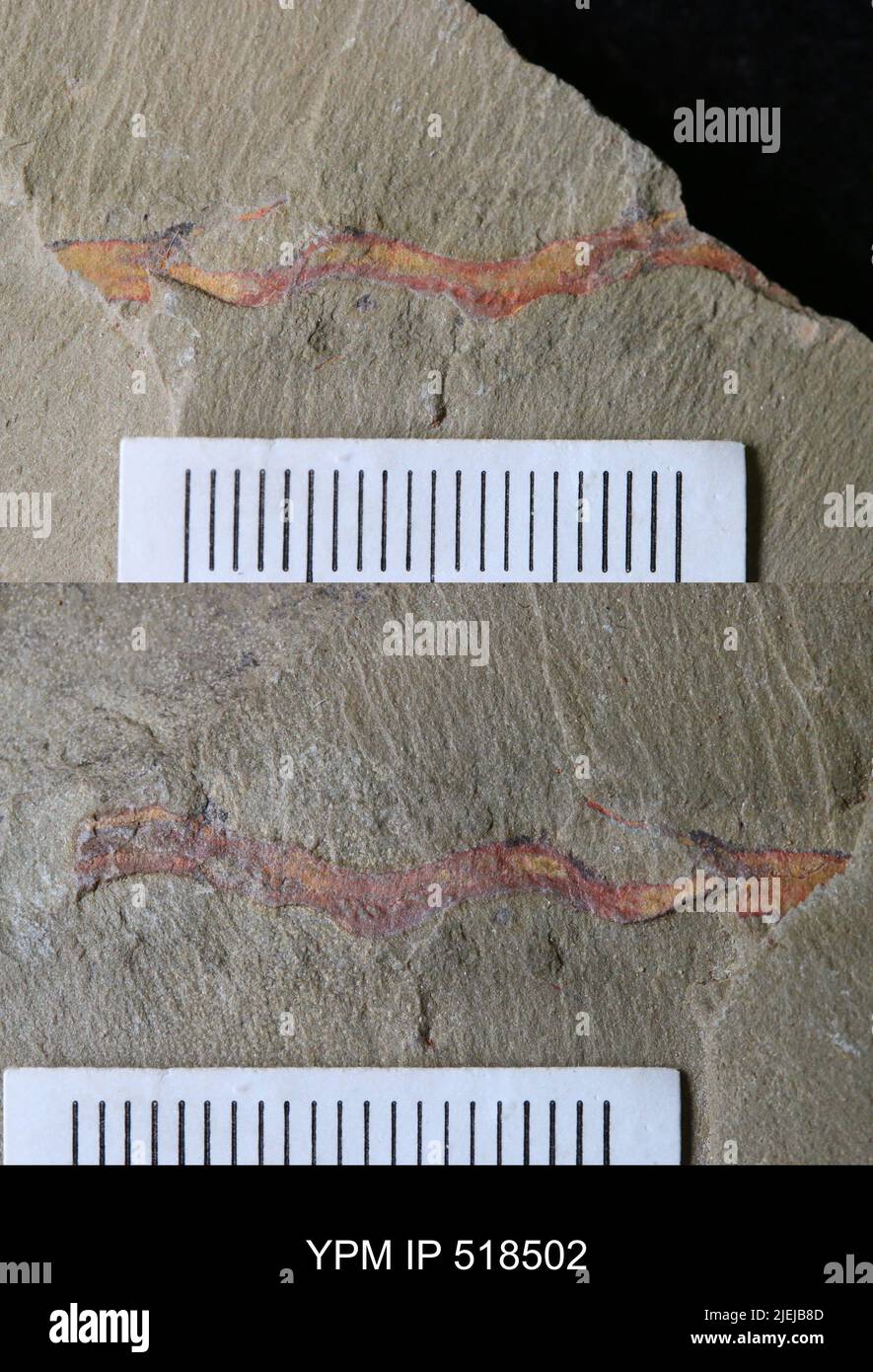 Trace fossil footprint hi-res stock photography and images - Alamy