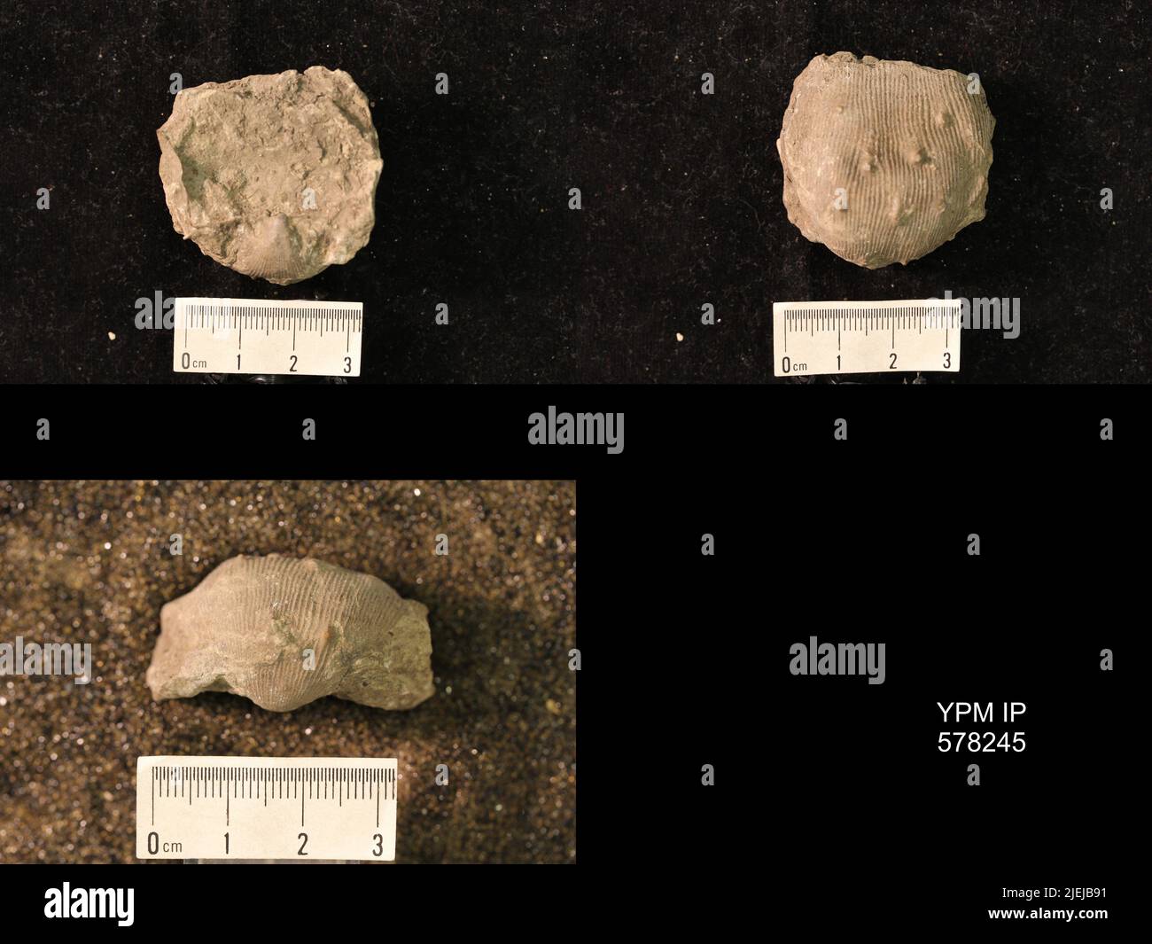 Productus cora d'Orbigny Stock Photo - Alamy