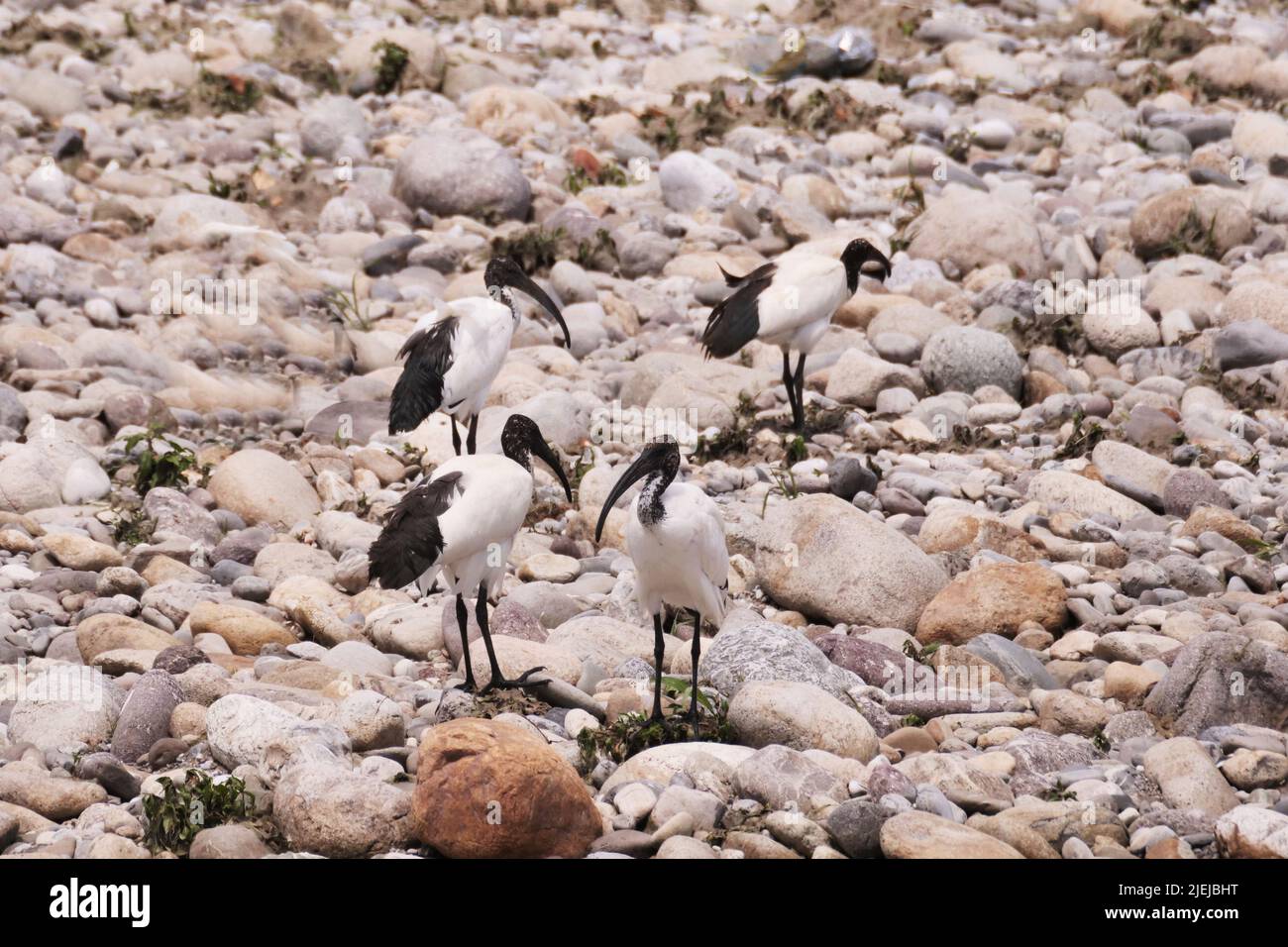 A colony of sacred Ibis along Brembo river, Lombardy, Italy Stock Photo ...
