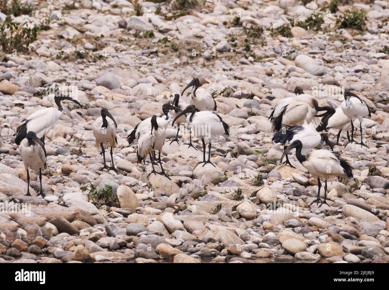 A colony of sacred Ibis along Brembo river, Lombardy, Italy Stock Photo ...