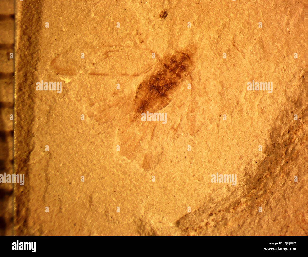 Undet cicadellidae animalia hi-res stock photography and images - Alamy