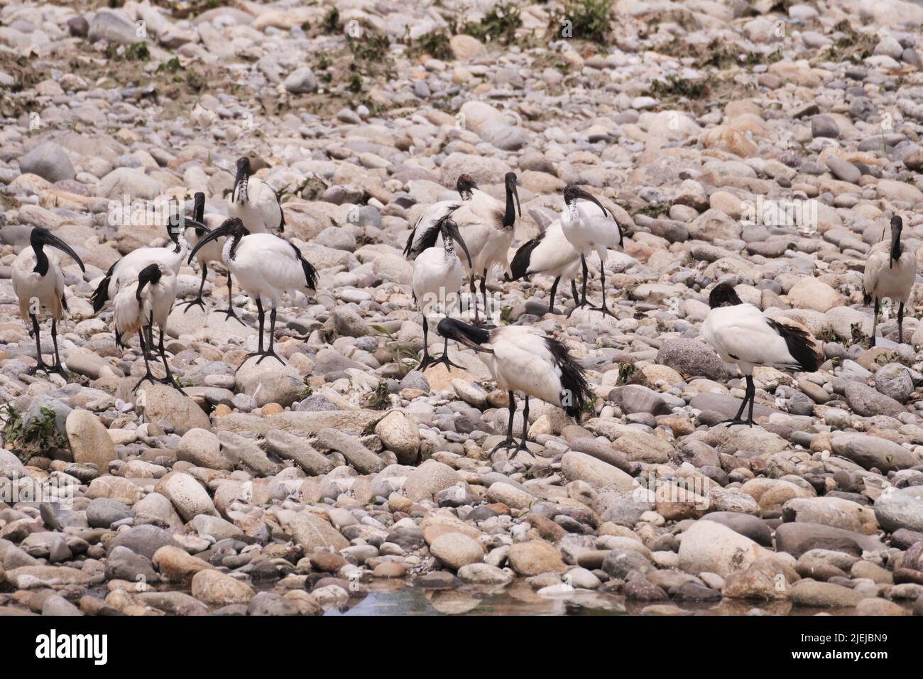 A colony of sacred Ibis along Brembo river, Lombardy, Italy Stock Photo ...