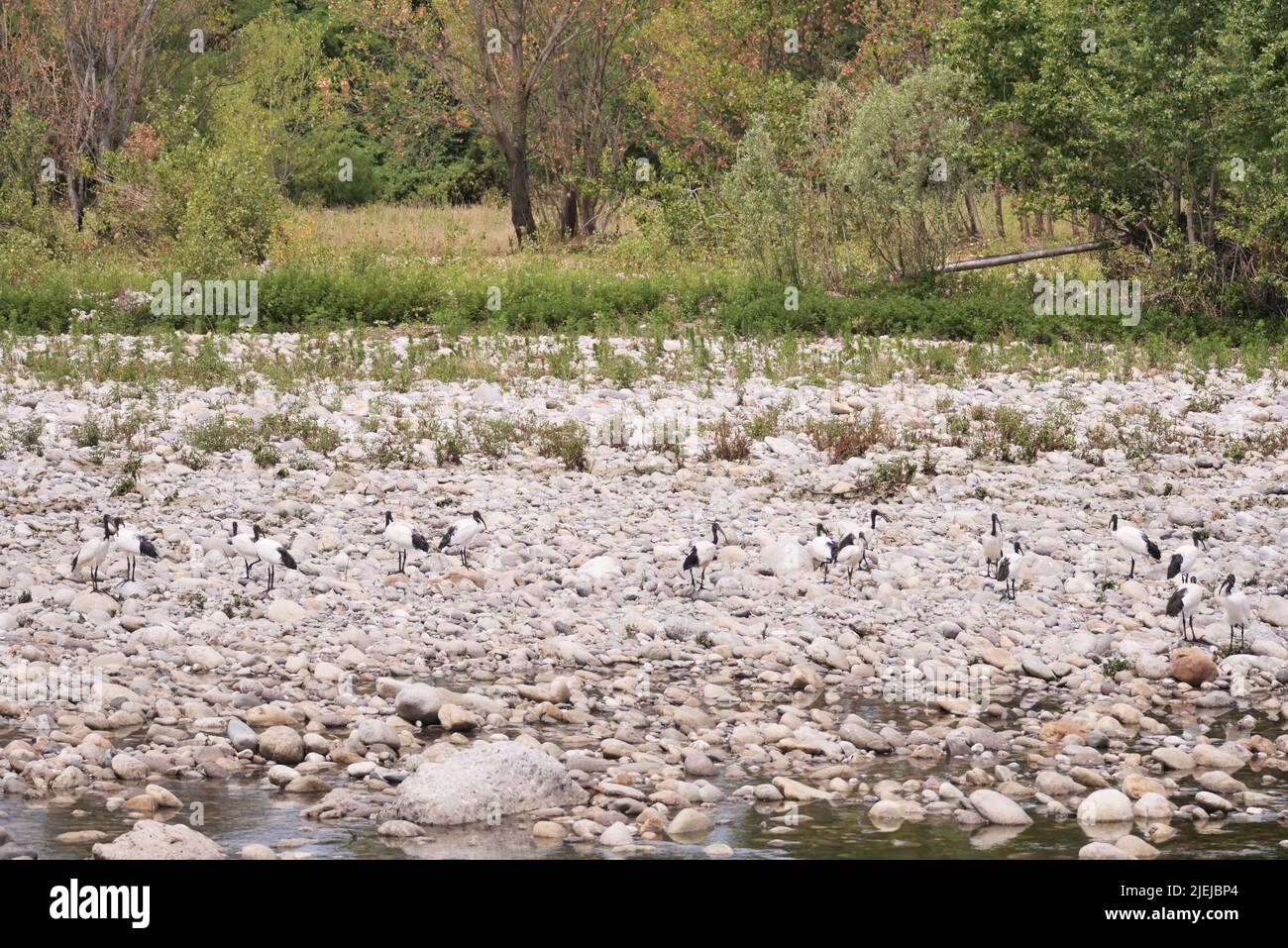 A colony of sacred Ibis along Brembo river, Lombardy, Italy Stock Photo ...