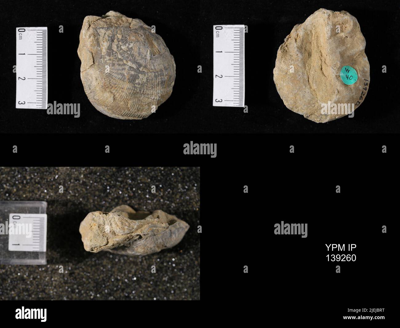 Productus (Linoproductus) lineatus Stock Photo - Alamy