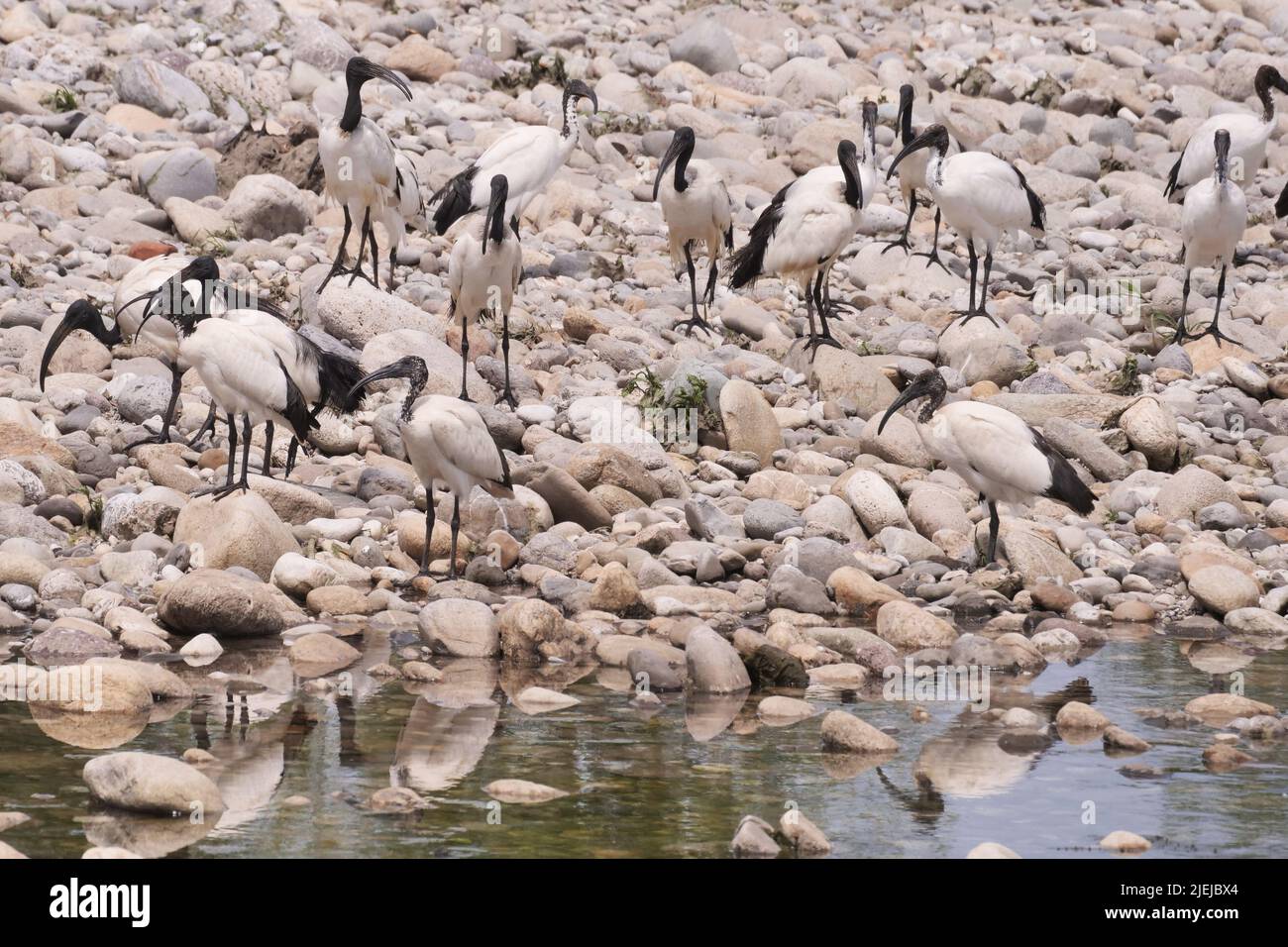 A colony of sacred Ibis along Brembo river, Lombardy, Italy Stock Photo ...