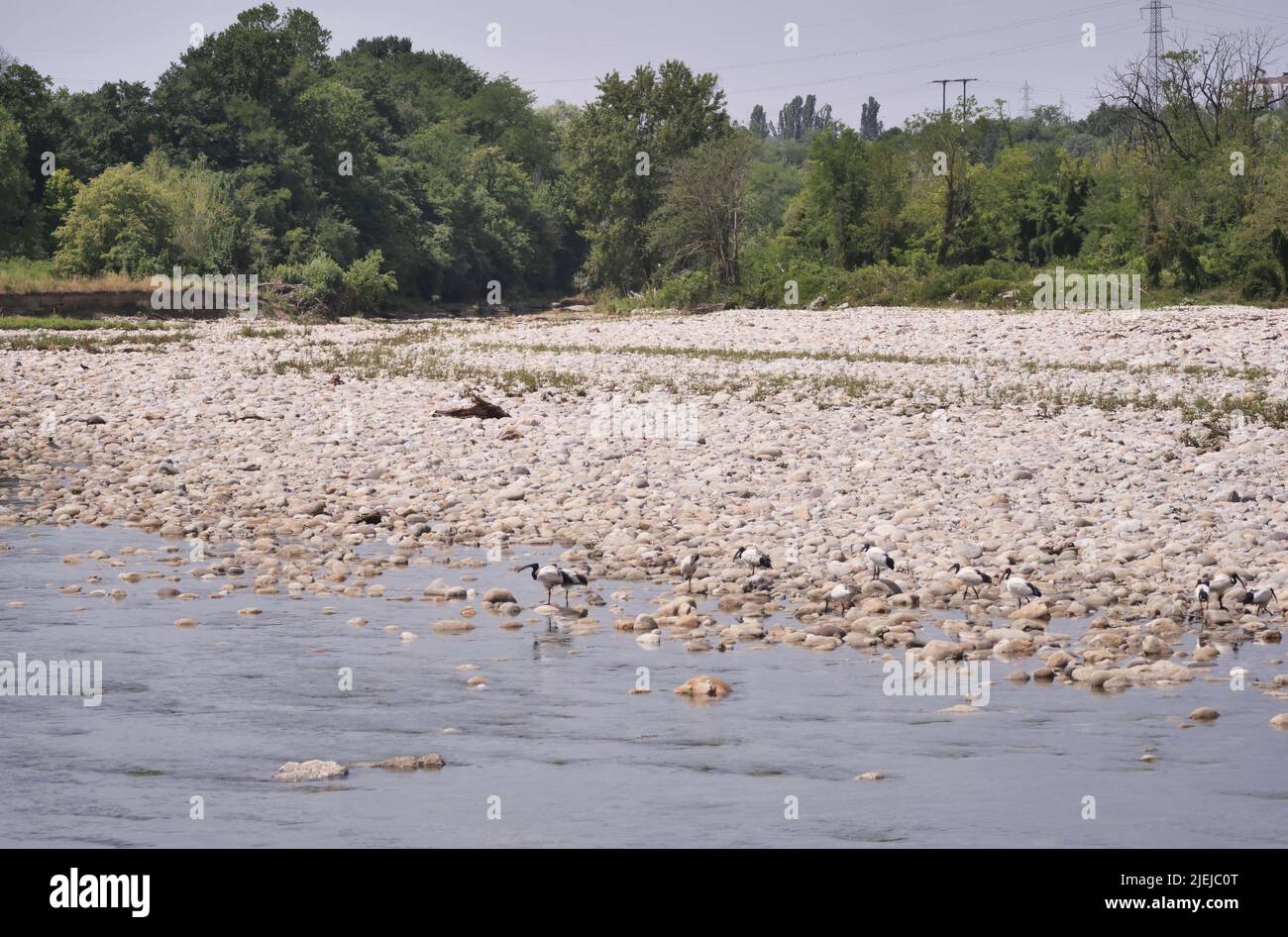 A colony of sacred Ibis along Brembo river, Lombardy, Italy Stock Photo ...