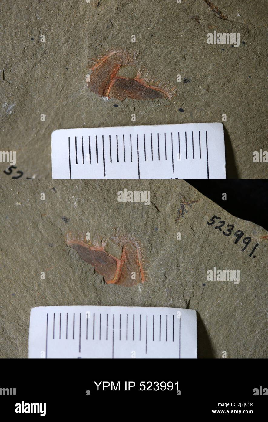 Chauvelicystis sp animalia hi-res stock photography and images - Alamy