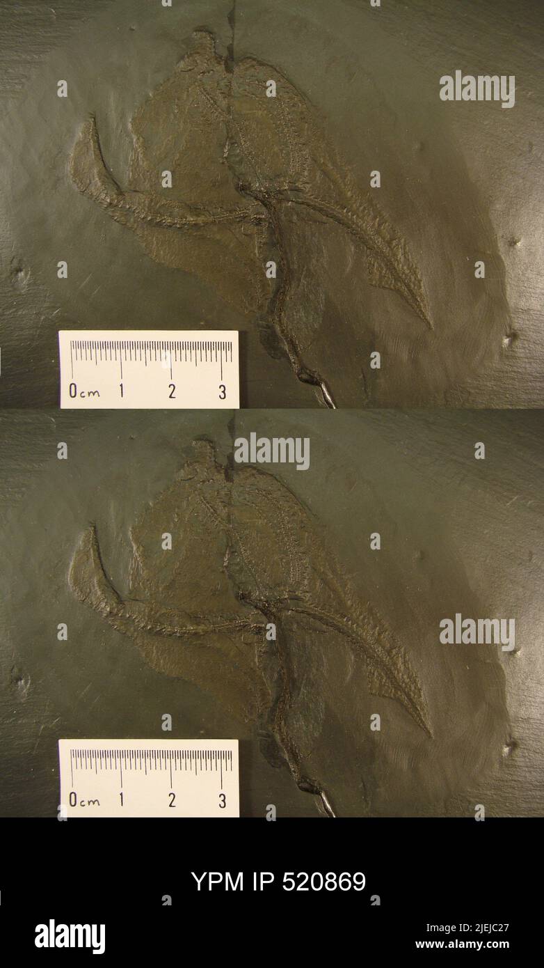 Loriolaster mirabilis Sturtz Stock Photo - Alamy