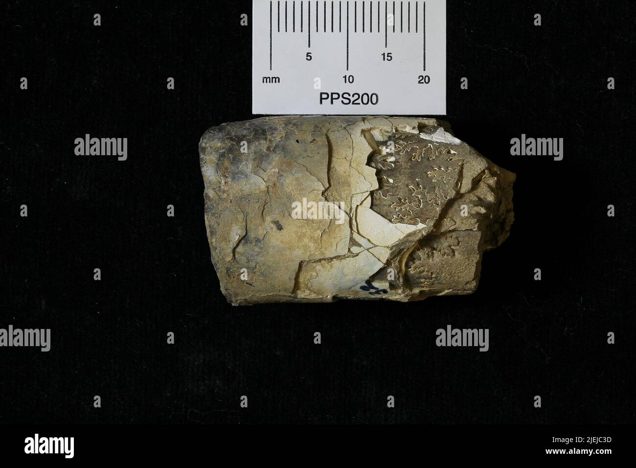 Baculites reesidei Elias Stock Photo - Alamy
