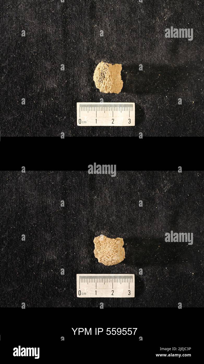 Brachiospongia digitata owen hi-res stock photography and images - Alamy