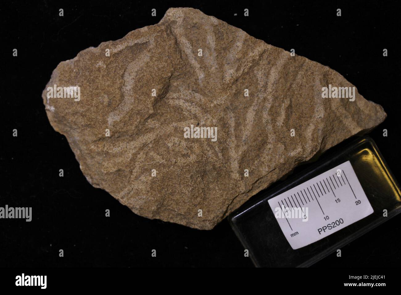 Chondrites hi-res stock photography and images - Alamy