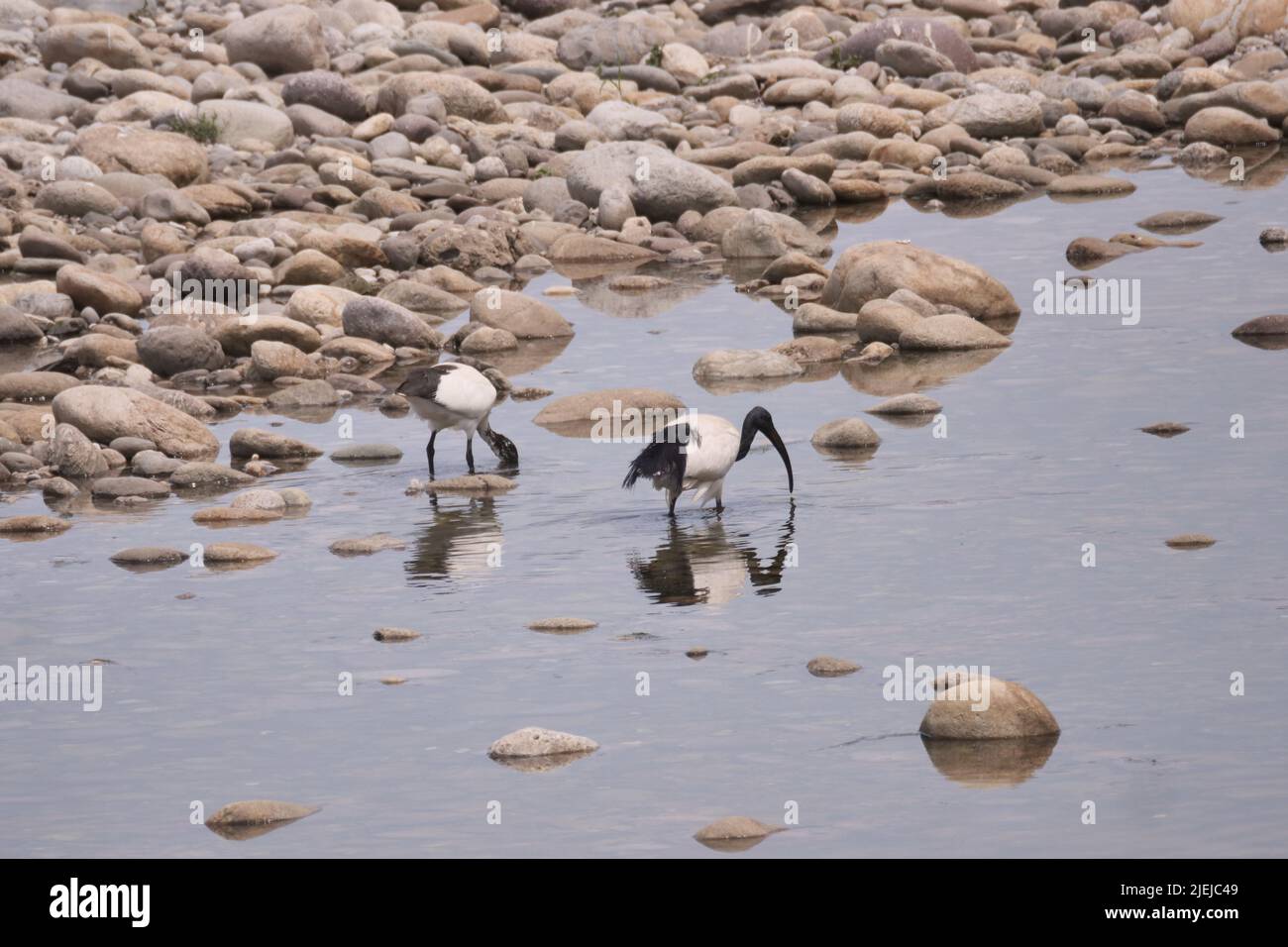 Ibis birds italy hi-res stock photography and images - Alamy