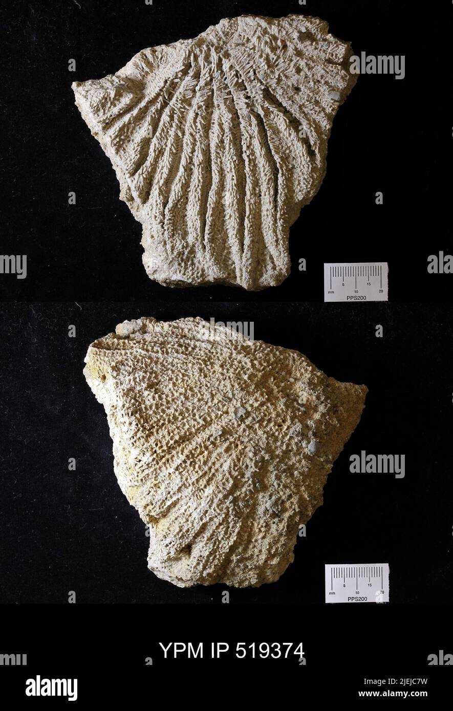 Heliaster microbrachius Xántus Stock Photo - Alamy