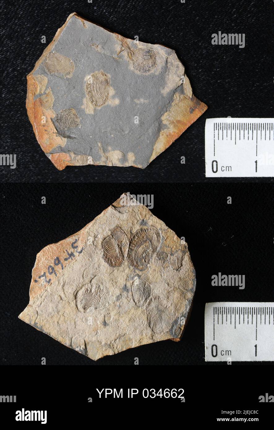 Laxitextella multireticulata reible hi-res stock photography and images ...