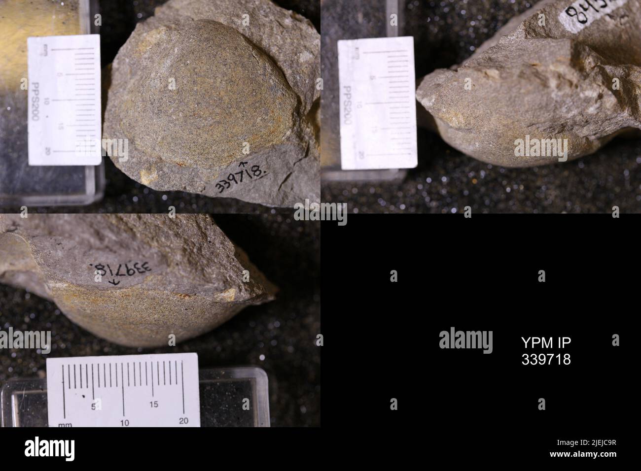 Mactra hi-res stock photography and images - Alamy