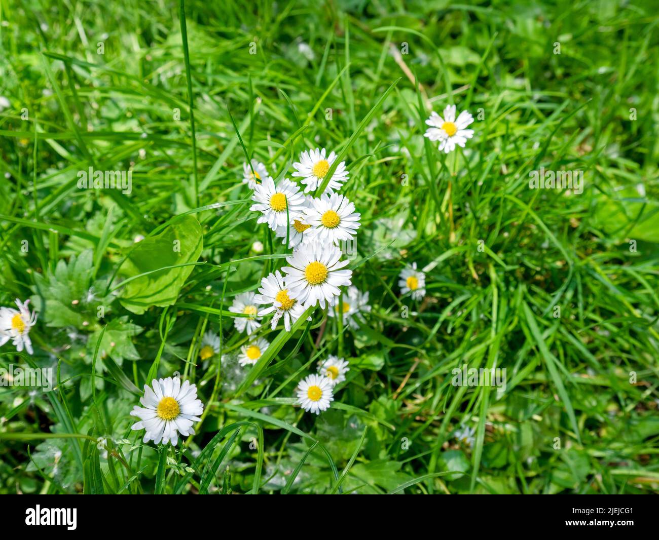 Wild charmomile flowers growing among the grass Stock Photo - Alamy