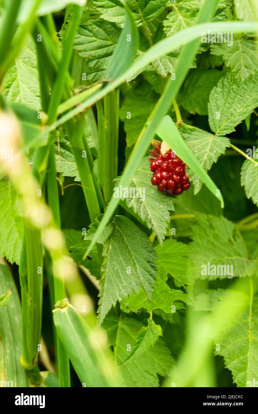 Red wild berry growing among green leaves Stock Photo - Alamy
