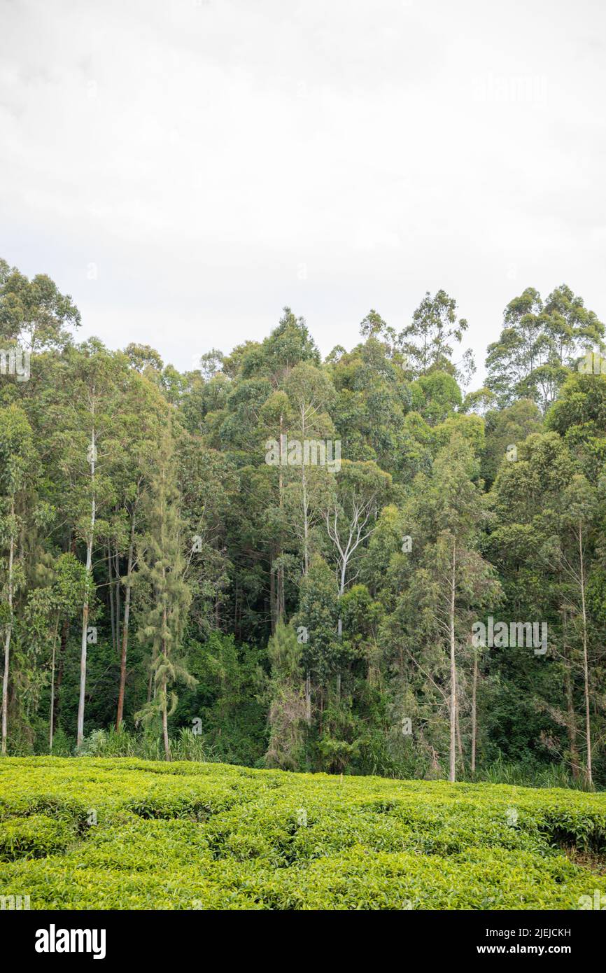 Kiambu County Kenya East Africa Landscapes Green Tea Leaves Farm ...