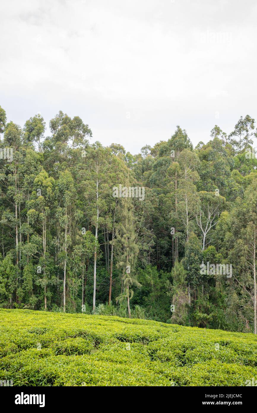 Kiambu County Kenya East Africa Landscapes Green Tea Leaves Farm ...